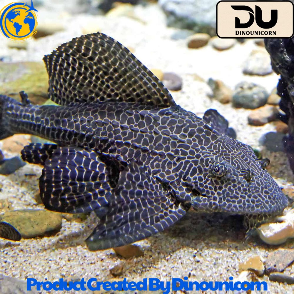 How Old Are Cleaner Fish? - Dinounicorn