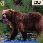 What Do Bears Eat? - Dinounicorn