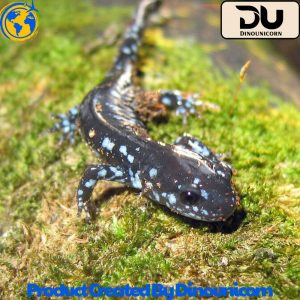 What Do Salamanders Eat? - Dinounicorn