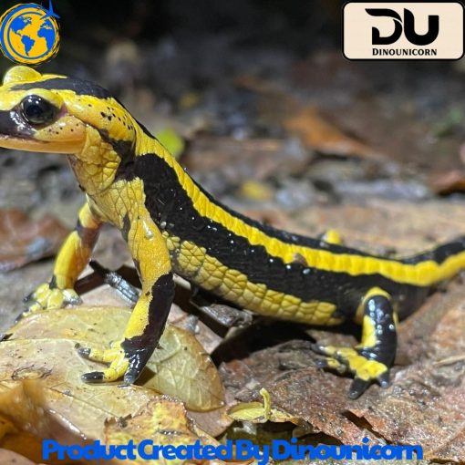 What Do Salamanders Eat? - Dinounicorn