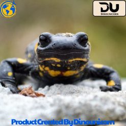 What Do Salamanders Eat? - Dinounicorn