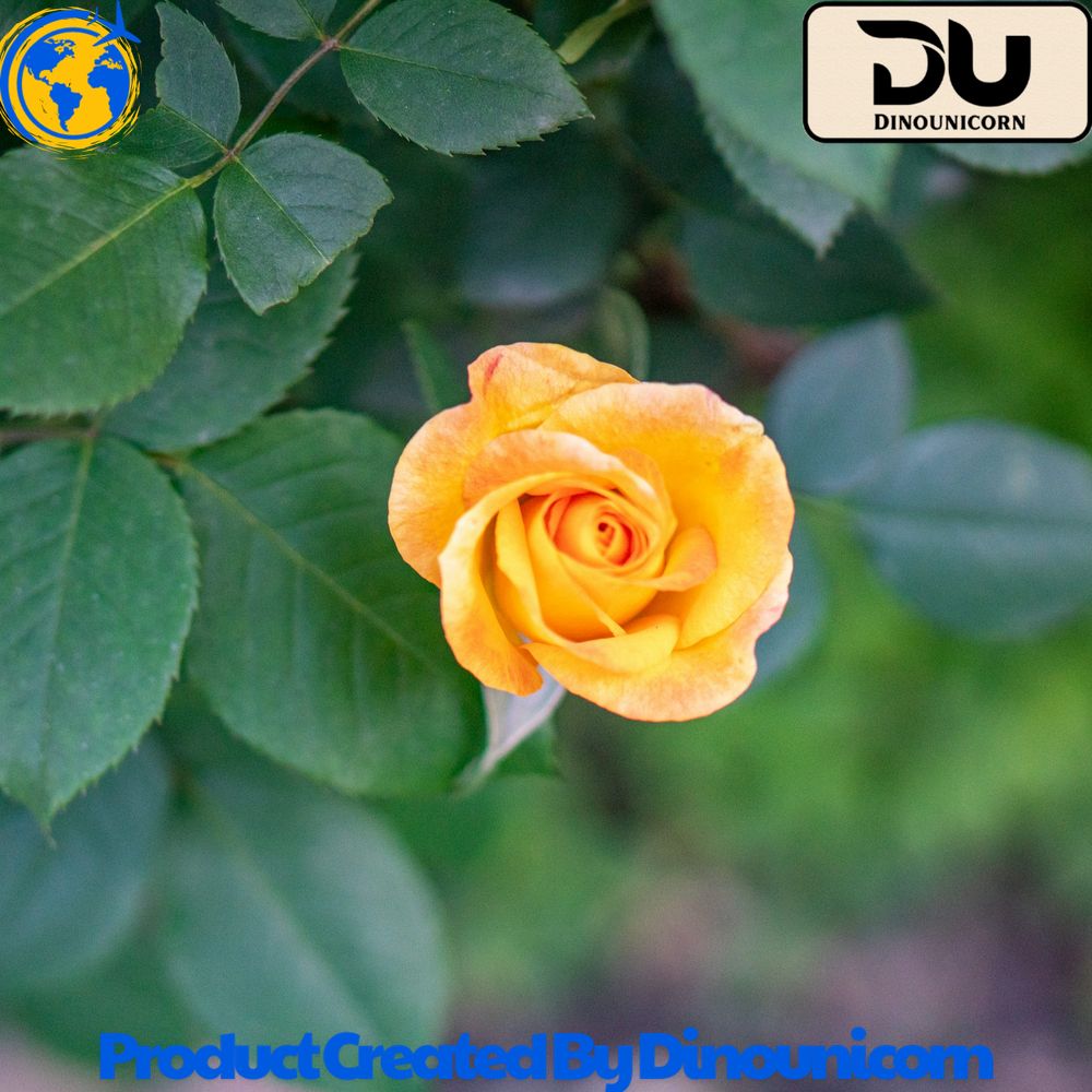 What Do Yellow Roses Mean? - Dinounicorn